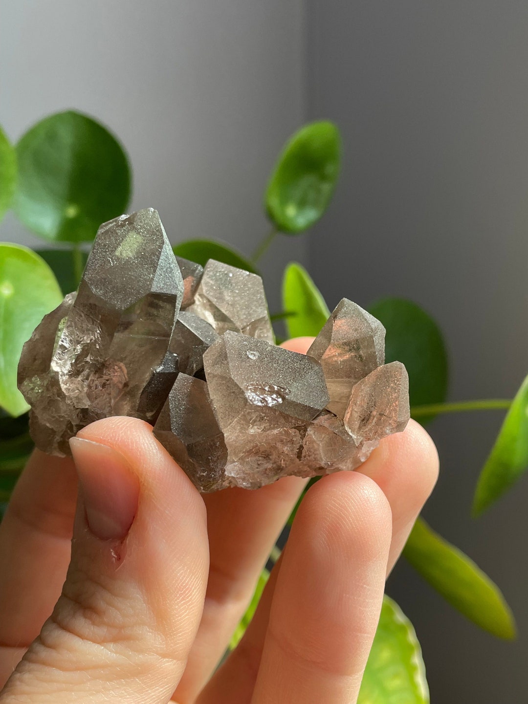 High Alpine Swiss Smoky Quartz Crystal Cluster High Quality Mineral ...