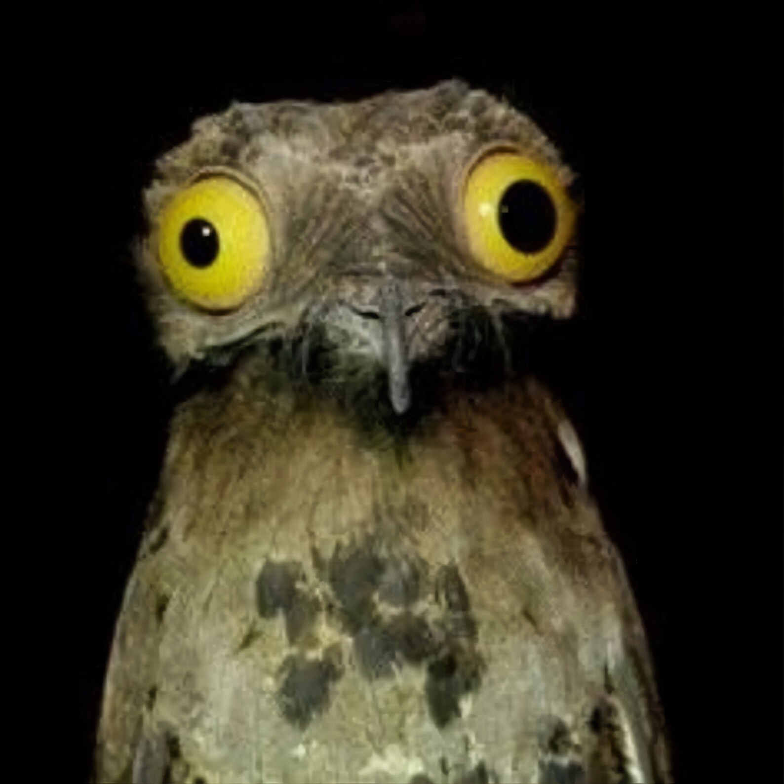 Potoo Bird Vinyl Sticker - Etsy