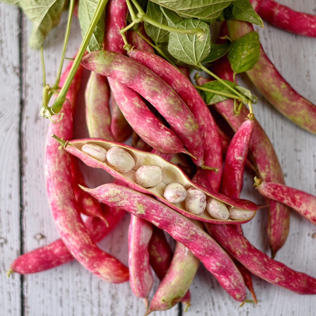 Borlotti Cranberry Bean Seeds: Organic Heirloom Bush Bean - Non-gmo - Etsy