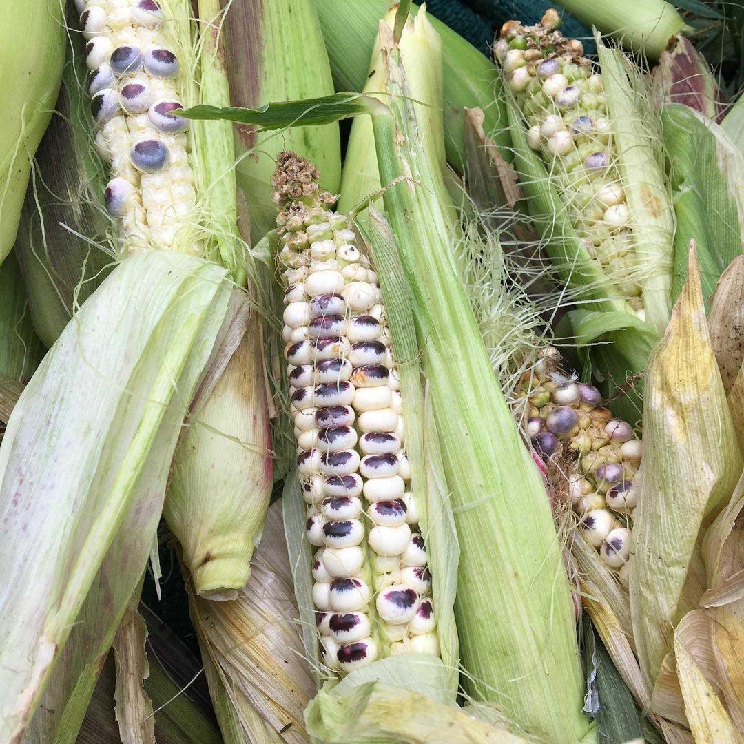 Montana Cudu Flour Corn Seeds: Heirloom Open Pollinated, Native ...