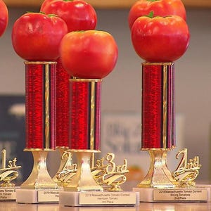 Trophy, Tomato, 20 Rare Heirloom Garden Seeds Open Pollinated Container ...