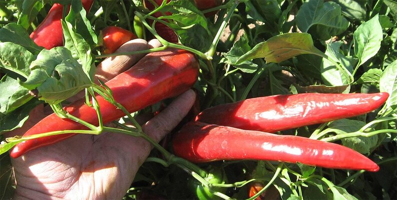 Mirasol Mosco Pueblo Chile Pepper Seeds: Rare Colorado Heirloom - Etsy