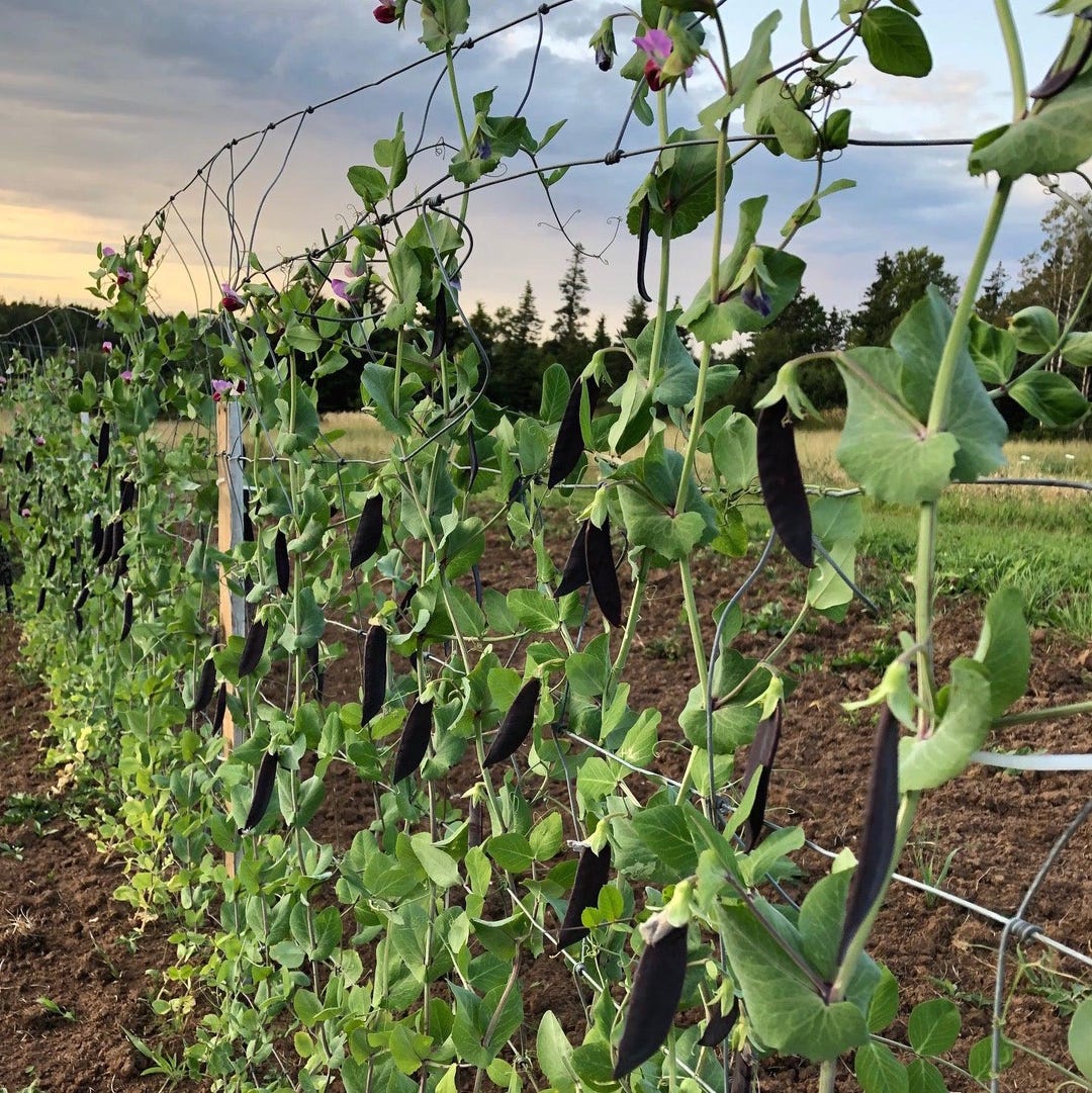 Blue Podded Capucijner, Shelling Pea, Heirloom Garden Pea Seeds - Non ...