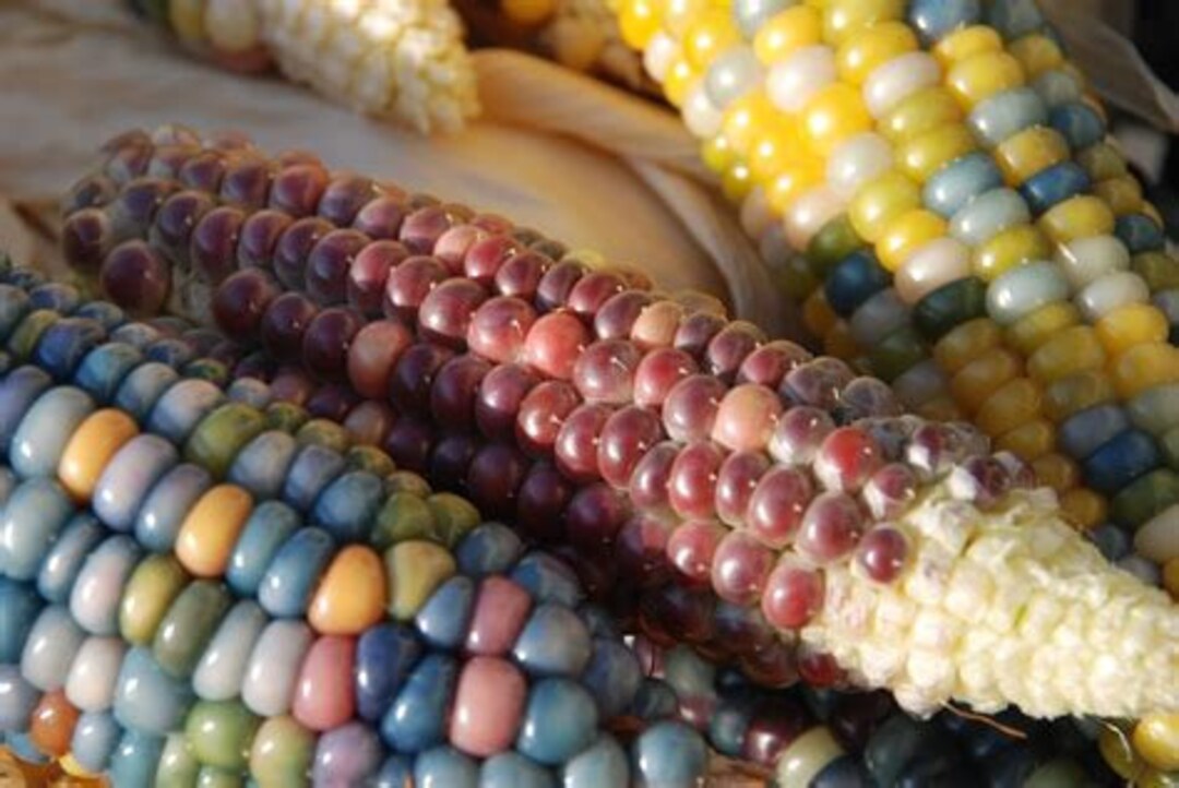 Glass Gem, Popcorn, Heirloom Garden Seeds Open Pollinated Gardening Non ...