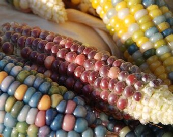 Rubies and Amber Glass Gem Cherokee Indian Corn Seed Pack - Etsy