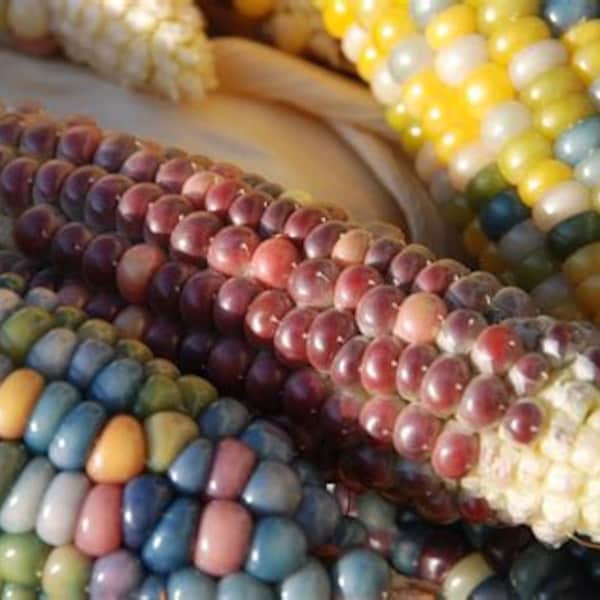 Gem Corn - Etsy