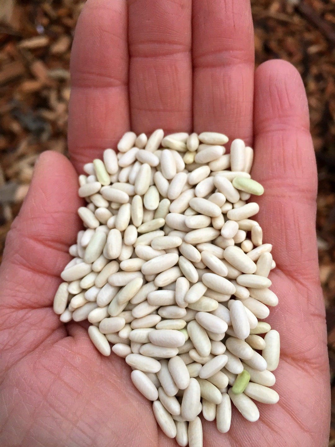 Hungarian Rice Bush Dry Bean Seed, Aka Comtesse De Chambord, Haricot ...