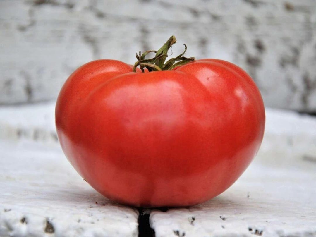 Katja Tomato Seeds, Early Russian Heirloom, Open Pollinated - Etsy