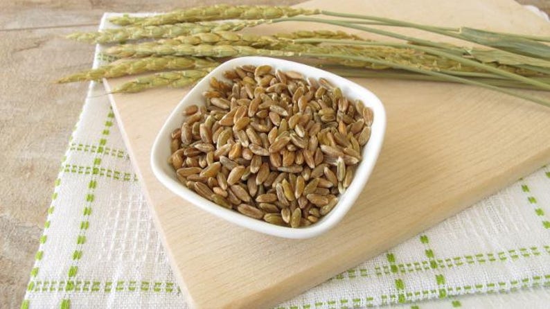 Spelt Wheat Seeds: Starter Pack 350+ Heirloom Grain Seeds, Open ...