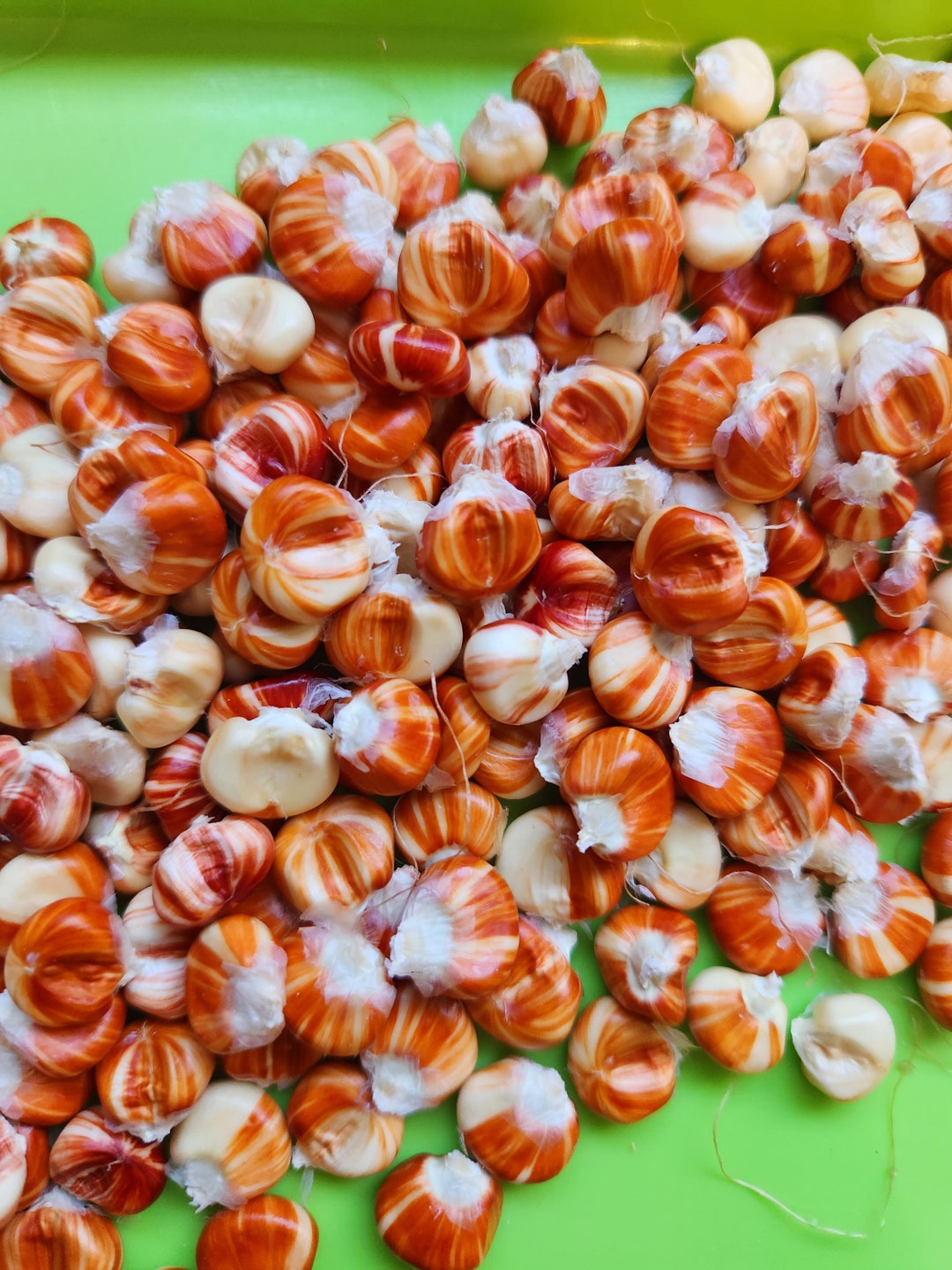 Corn Parching Starburst Manna flour Corn Heirloom Native Corn Heirloom ...