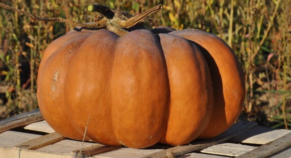 Calabaza Vegetal