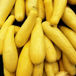 Saffron Yellow Squash Seeds: Heirloom, Non-gmo Vegetable Seeds - Etsy