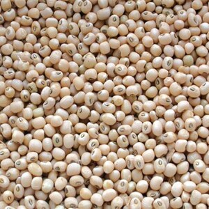 Lady Cream Cowpea Seeds: Rare Heirloom, Organic, Pollinator-friendly - Etsy