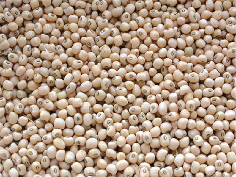Lady Cream Cowpea Seeds: Rare Heirloom, Organic, Pollinator-friendly - Etsy