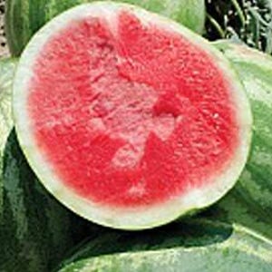 Blacktail Mountain Watermelon Seeds: Early Heirloom Organic Vegetable ...