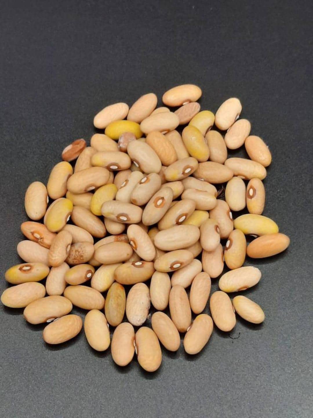 Arikara Yellow, Bush Bean, Native Organic Heirloom Garden Seeds - Non ...