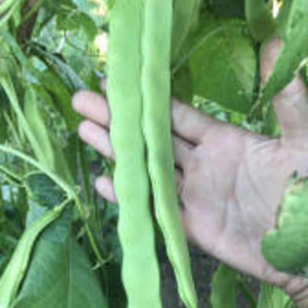 Green Bean Seeds - Etsy