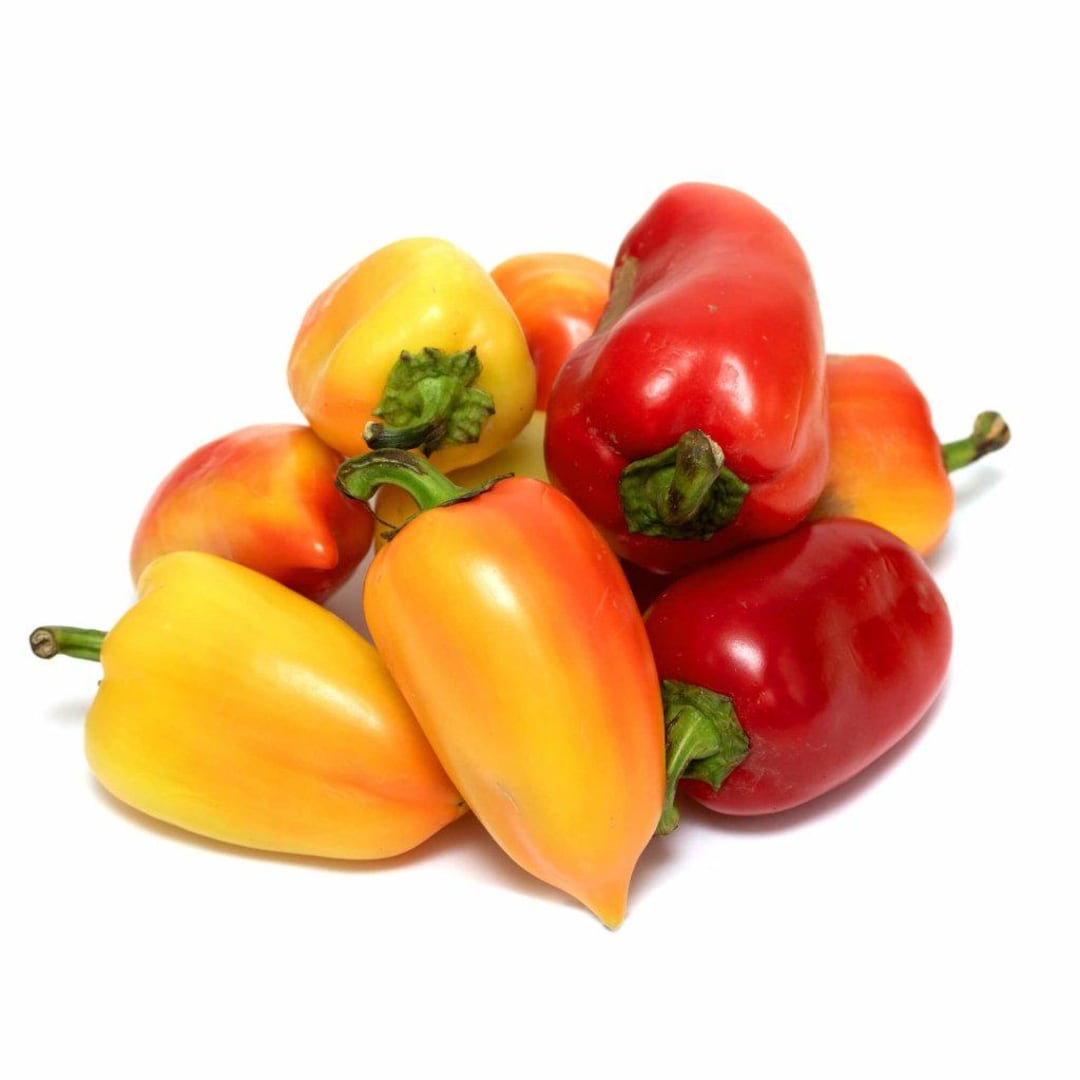 Antohi Romanian Sweet Pepper Rare Heirloom Seed Early Prolific Producer ...