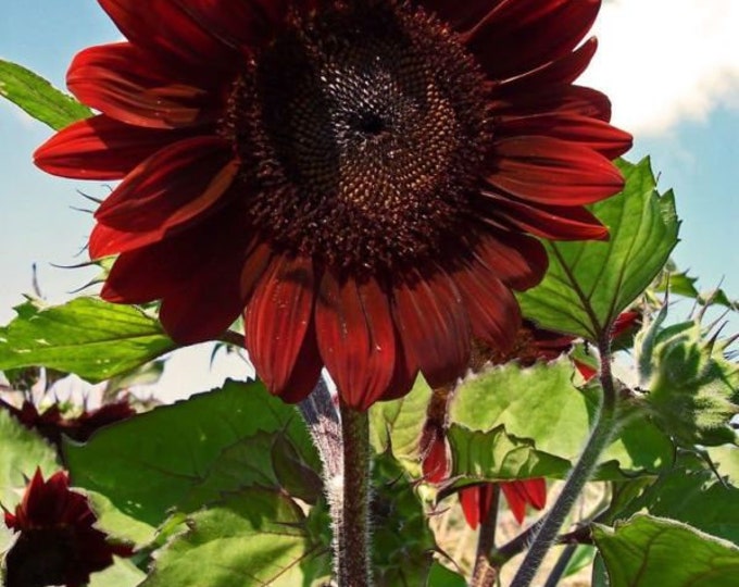 Velvet Queen Sunflower Seeds, Professional Quality Seeds - Etsy