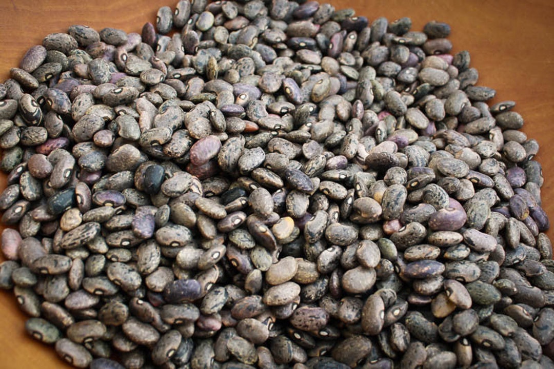 Moro Bush Bean Seeds, Rare Mexican Heirloom, Organic Non-gmo - Etsy