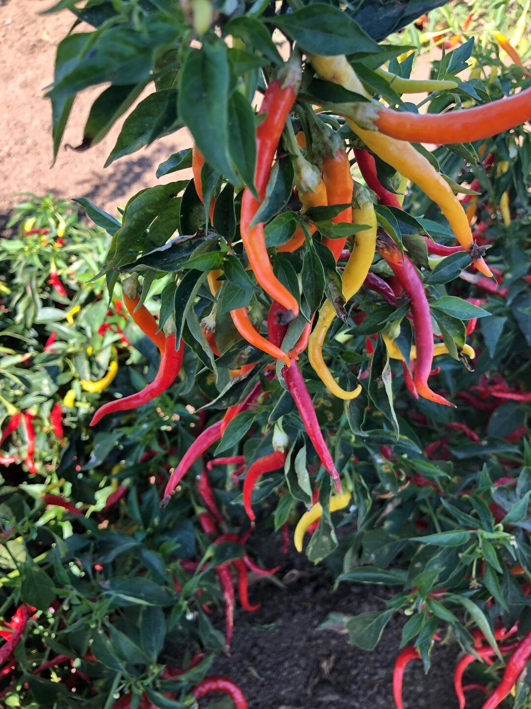 Cayenne Fiesta Blend Pepper Seeds: Organic Heirloom, Colorful Hot ...