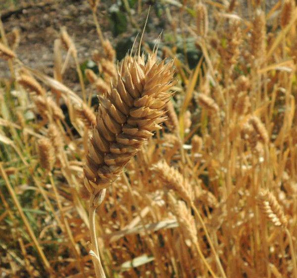 Pima Club Wheat Berries: 350+ Native Heirloom Ancient Grain Seeds ...