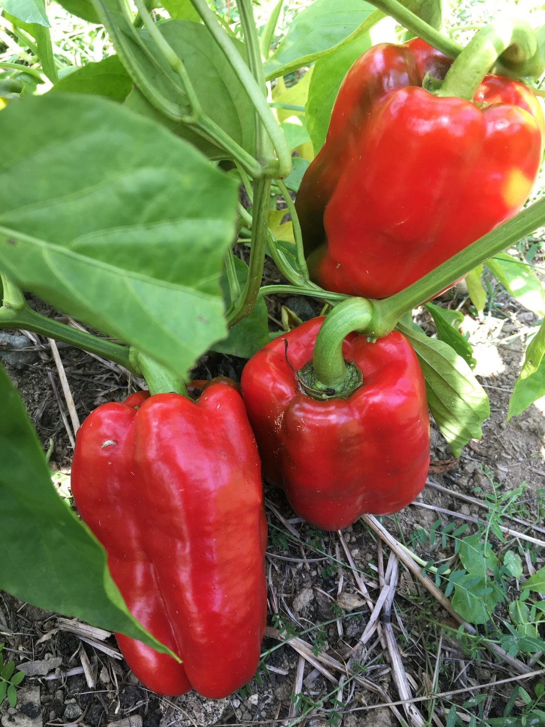 King of the North Bell Pepper Sweet Pepper Heirloom Seeds Naturally ...