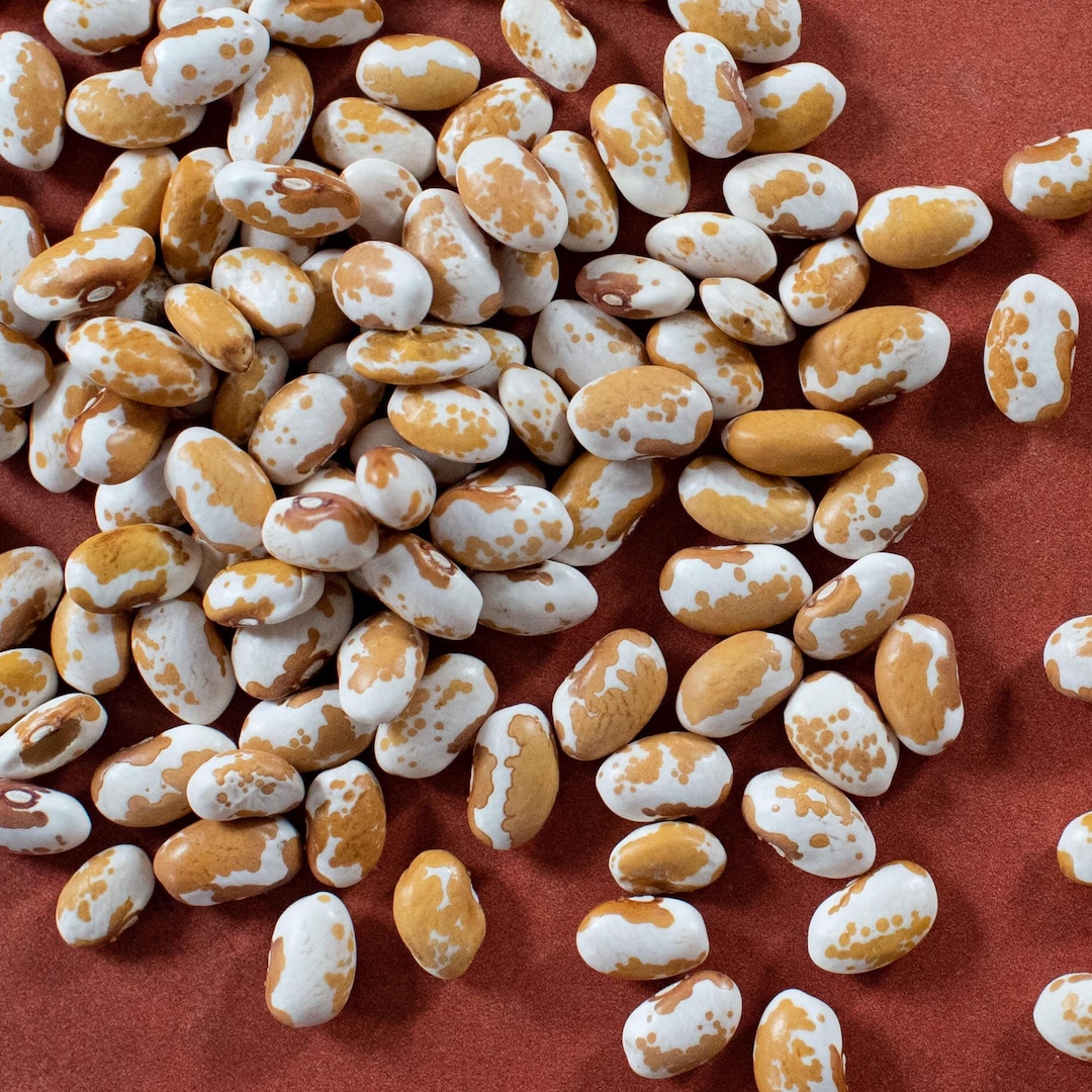 Zuni Gold, Dry Bush Bean, Native Pueblo Organic Heirloom Garden Seeds ...