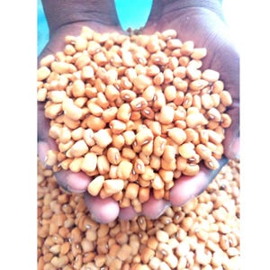 Lady Cream Cowpea Seeds: Rare Heirloom, Organic, Pollinator-friendly - Etsy