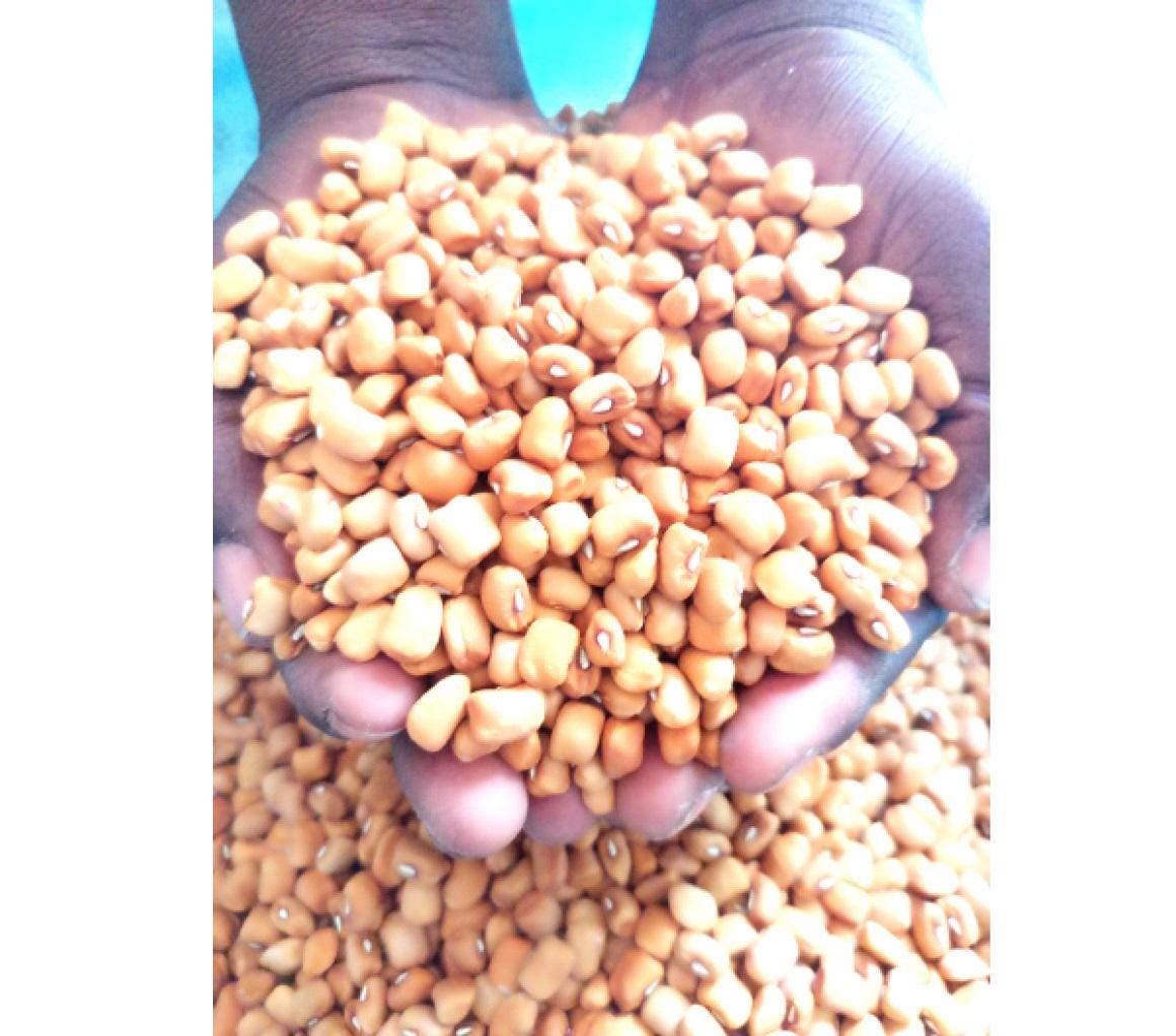 Lady Cream Cowpea Seeds: Rare Heirloom, Organic, Pollinator-friendly - Etsy