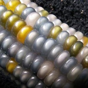 Glass Gem, Popcorn, Native Cherokee Organic Heirloom Garden Seeds Non ...