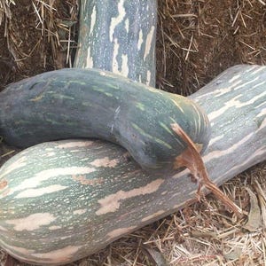 Lunga Di Napoli Winter Squash Seeds: Italian Heirloom, Non-gmo - Etsy