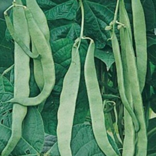 Romano Pole Beans - Etsy