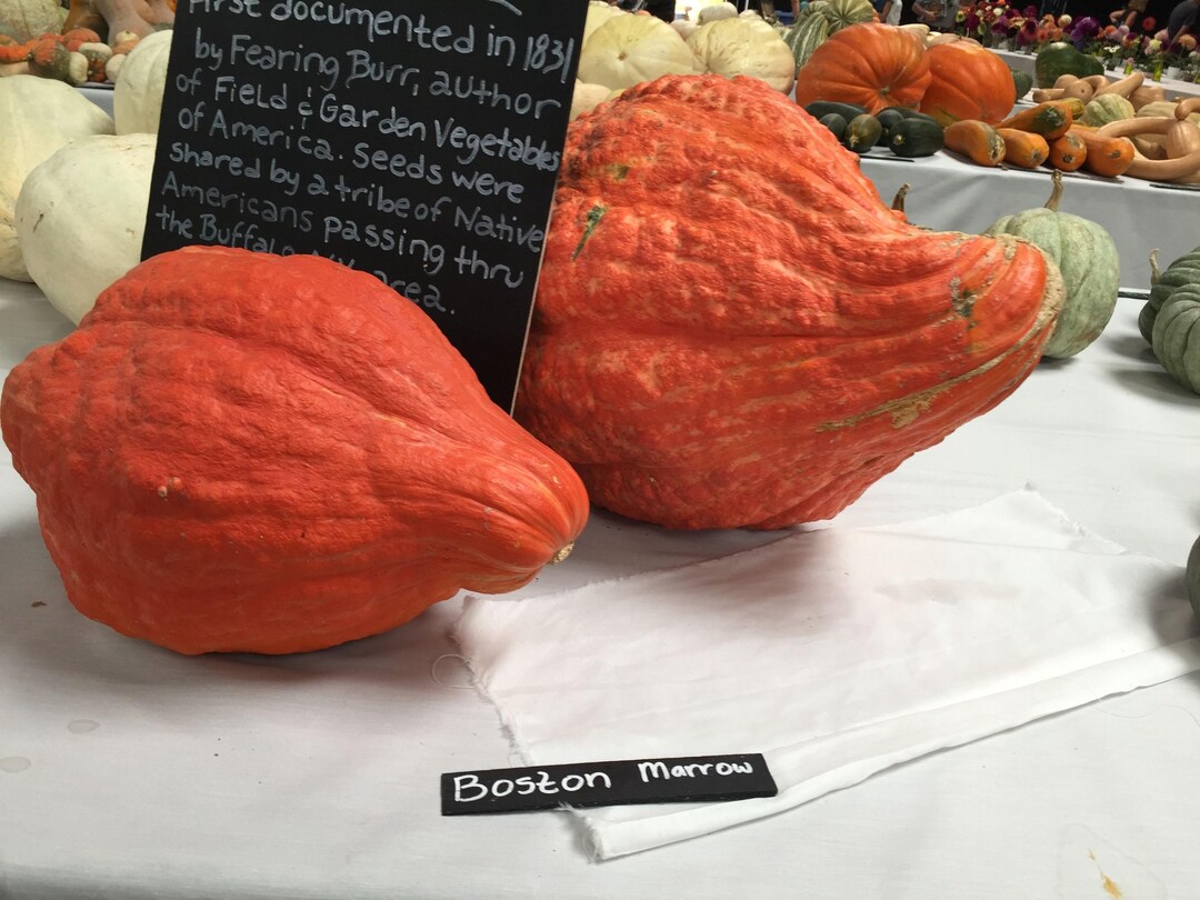 Boston Marrow, Winter Squash, Organic Heirloom Vegetable & Herb Seeds ...