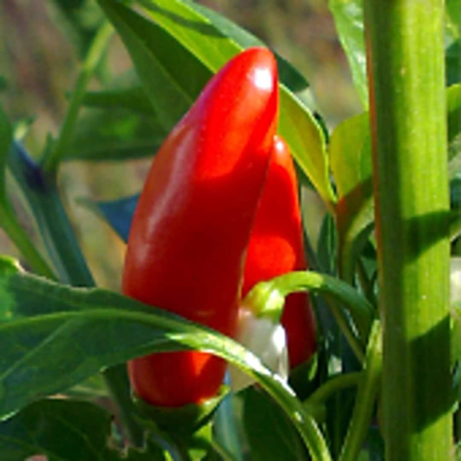 Mirasol Mosco Pueblo Chile Pepper Seeds: Rare Colorado Heirloom - Etsy