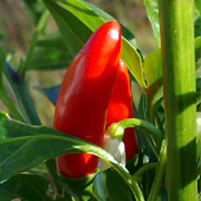 Mirasol Mosco Pueblo Chile Pepper Seeds: Rare Colorado Heirloom - Etsy