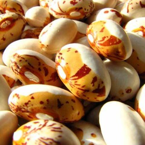 Hidatsa Shield Figure, Pole Dry Bean, Open Pollinated Garden Seeds ...