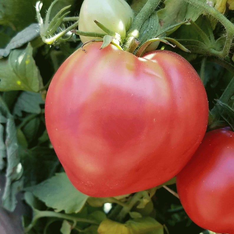 Jory Oxheart Tomato Seeds: Heirloom, Early Harvest, Organic - Etsy