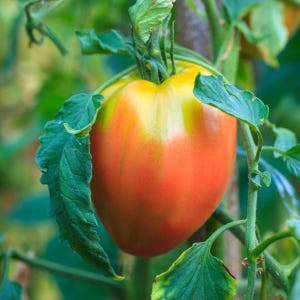 Jory Oxheart Tomato Seeds: Heirloom, Early Harvest, Organic - Etsy