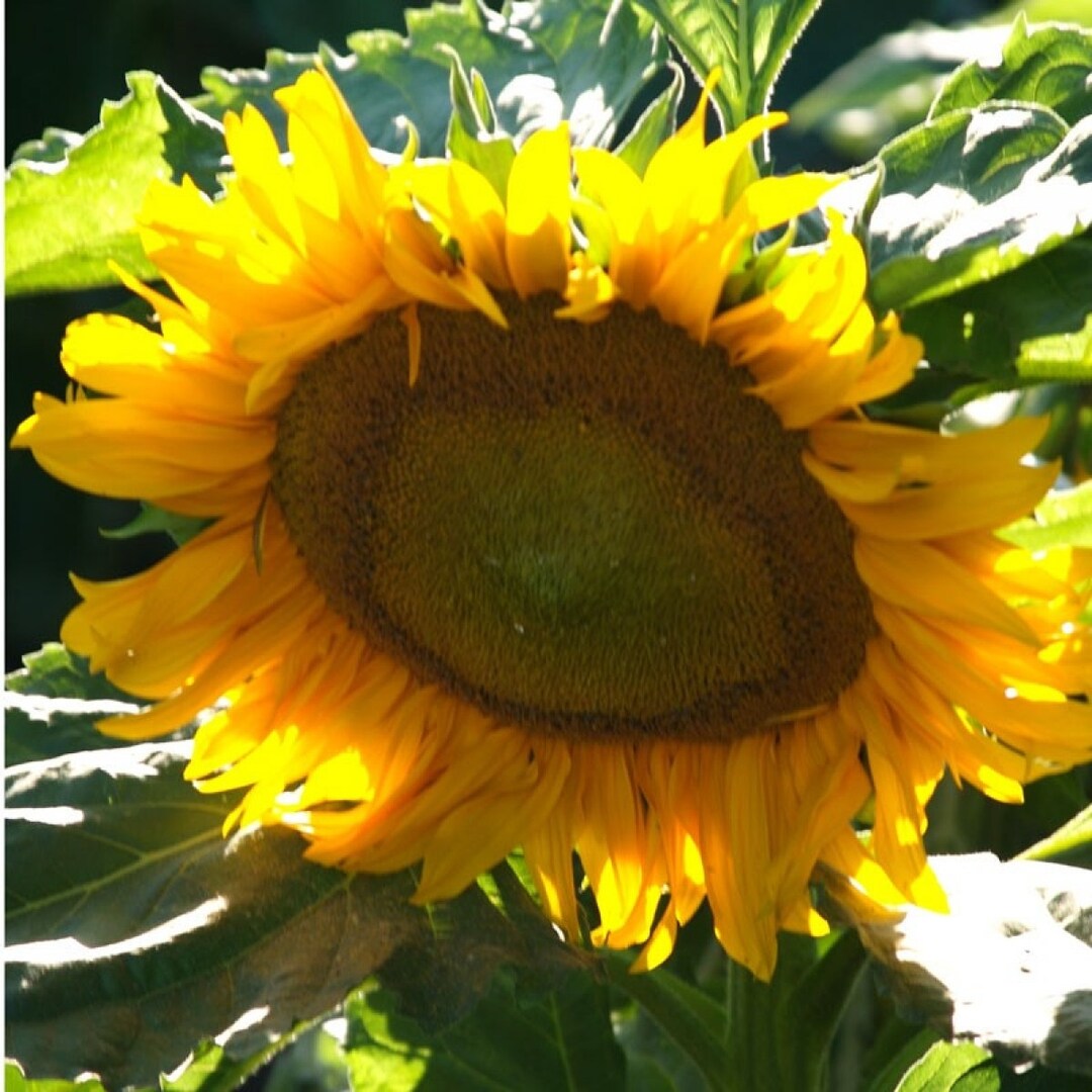 Sunflower, Dwarf Sunspot Sunflower Seeds, Heirloom, Non-gmo Heirloom ...
