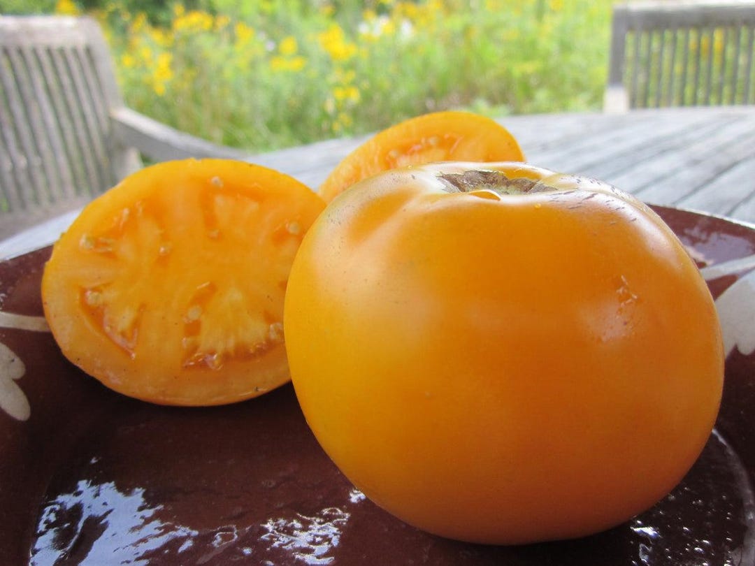 Djena Lee's Golden Girl Tomato Seeds: Heirloom, Open Pollinated - Etsy