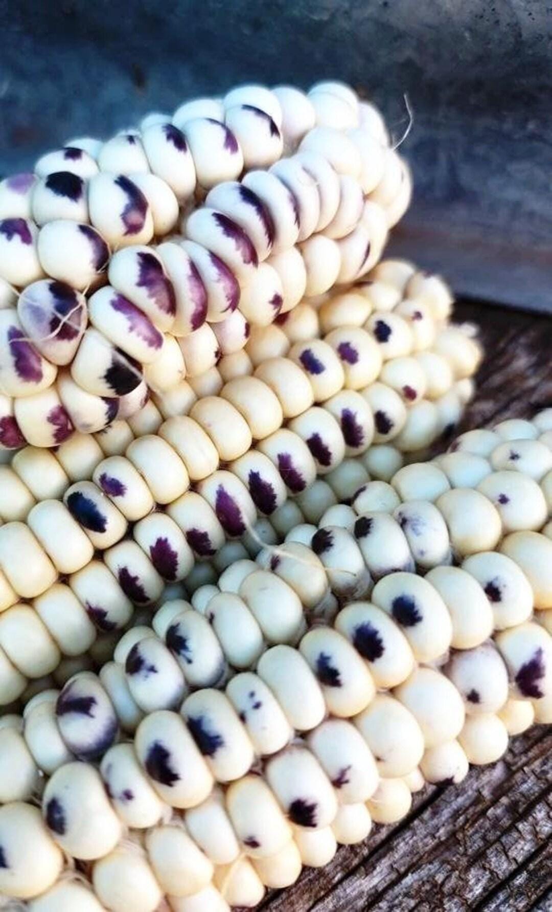 Montana Cudu Flour Corn Seeds: Heirloom Open Pollinated, Native ...