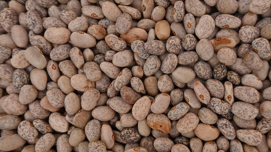 Blue Speckled Tepary Bean Seeds: 50+ Rare Mayan Native Heirloom Garden ...