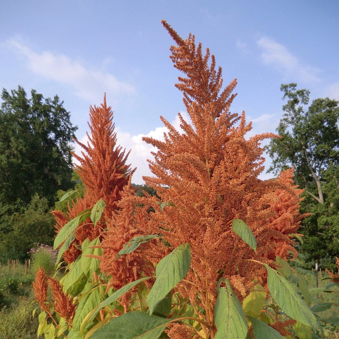 Golden Giant Grain Amaranth Seeds, 950+ Seeds Growers Pack Organic Non ...