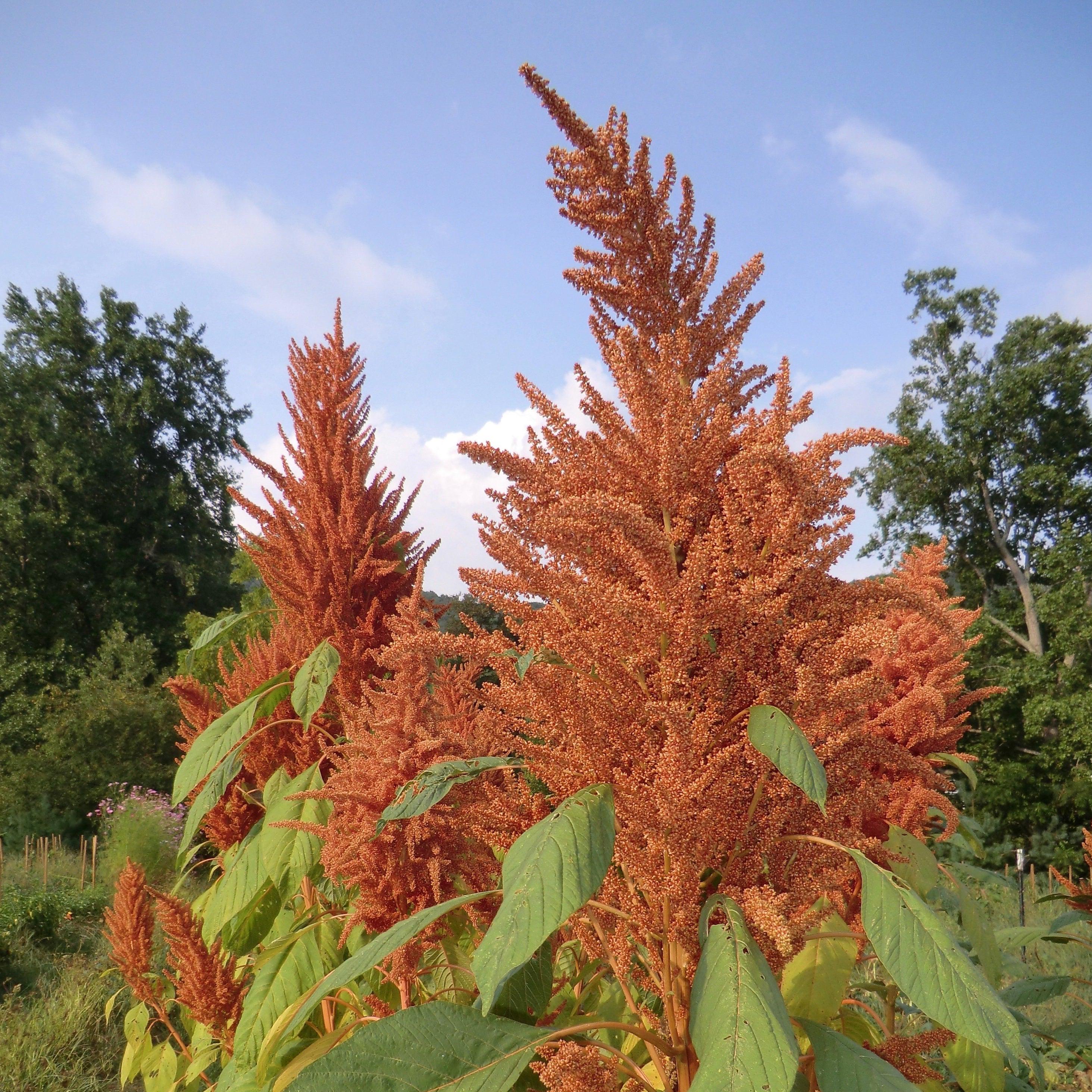 Golden Giant Grain Amaranth Seeds, 950+ Seeds Growers Pack Organic Non ...