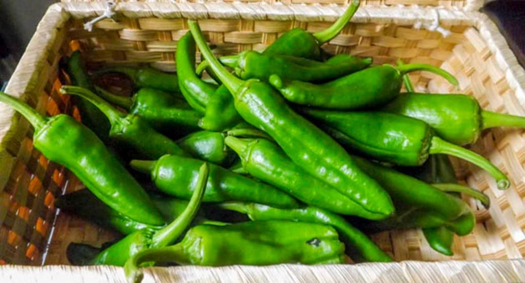 Gernika Sweet Pepper Seeds: Basque Heirloom, Organic, Non-gmo - Etsy