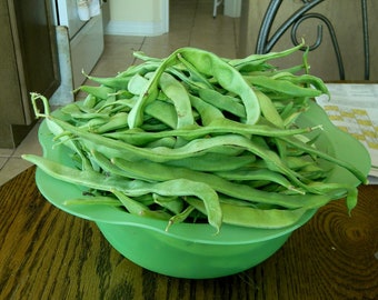 90 Qing Bian Romano Bean Seeds | Heirloom Pole Beans Flat Italian Roma ...