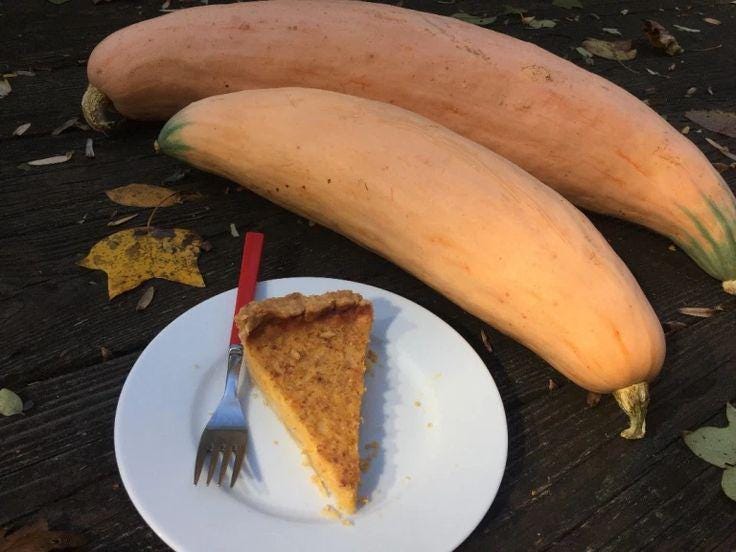 Cherokee Three Sisters Seed Mix: Native American Corn, Bean, Squash - Etsy