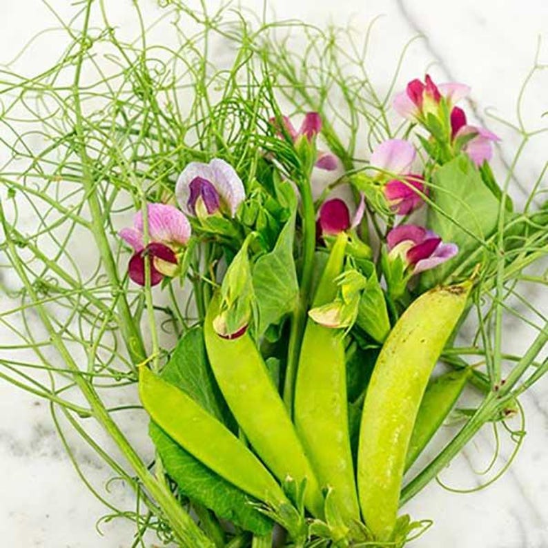 Magnolia Blossom Snap Pea Seeds: Heirloom Vegetable, Open Pollinated - Etsy