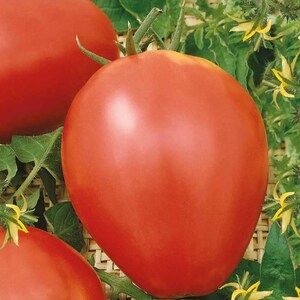 Jory Oxheart Tomato Seeds: Heirloom, Early Harvest, Organic - Etsy